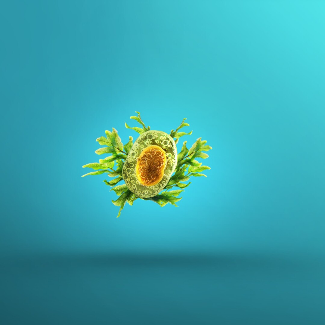 Cell Disruption - NETZSCH Grinding & Dispersing