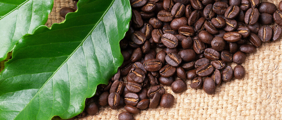 Coffee - NETZSCH Grinding & Dispersing