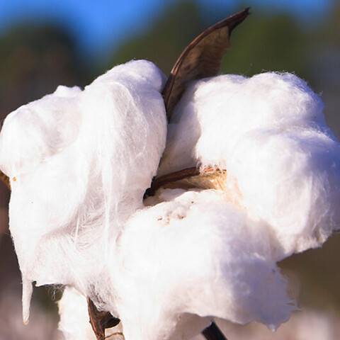 Cellulose / Pulp - NETZSCH Grinding & Dispersing