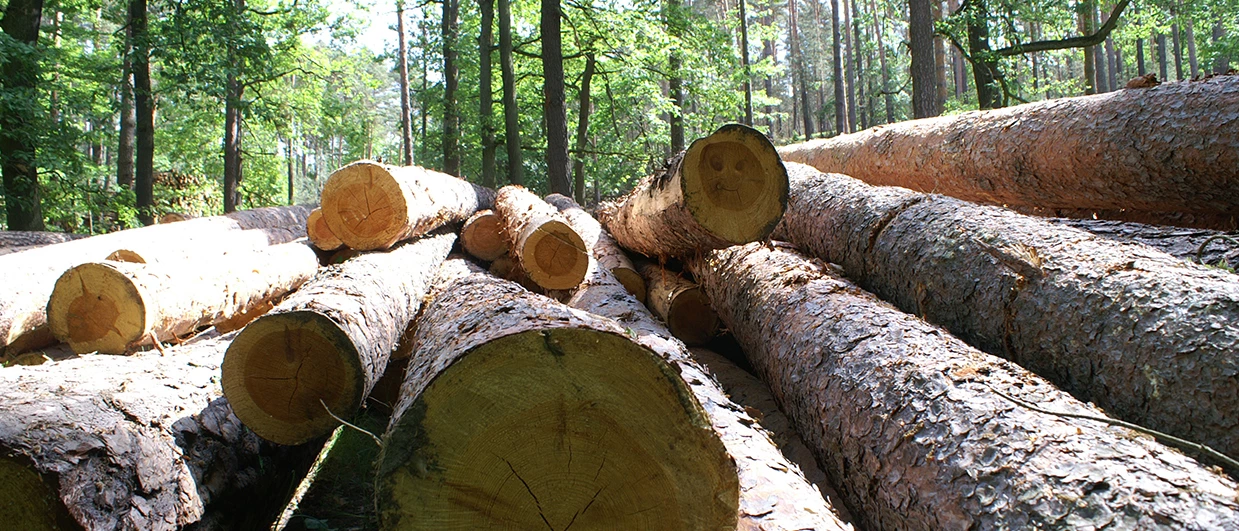 Cellulose / Pulp - NETZSCH Grinding & Dispersing